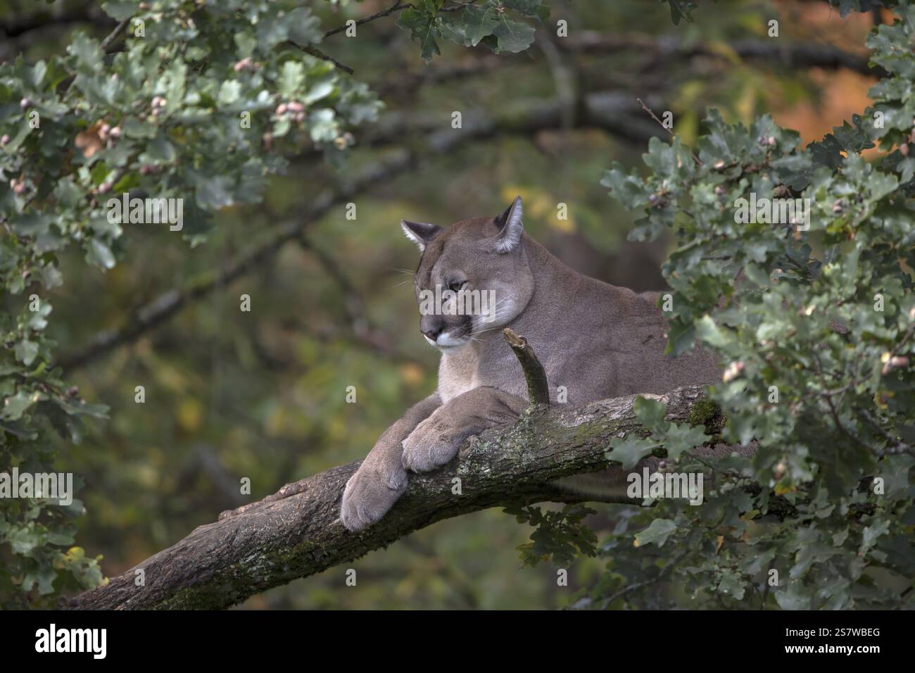 One adult cougar, Puma concolor, resting on a big branch high up in an ...