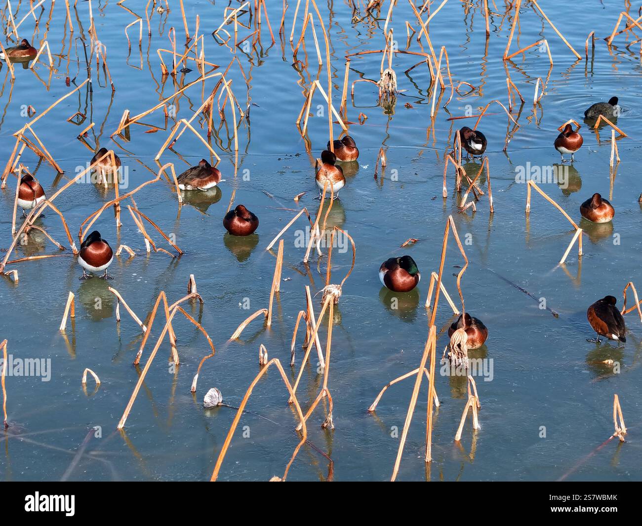Shijiazhuang, Hengshui Lake national nature reserve in north China's ...