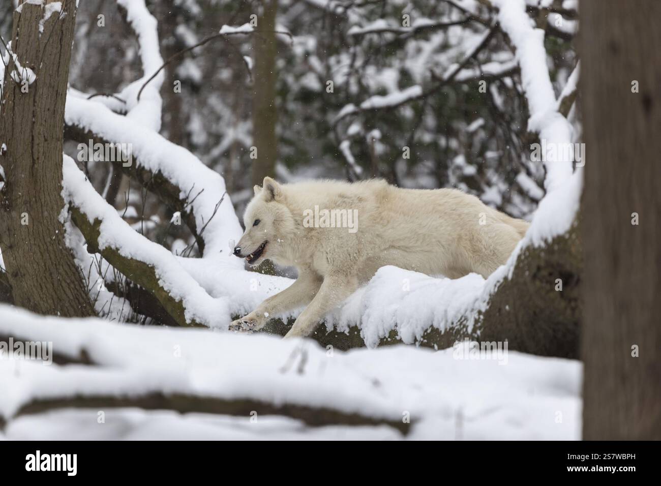 Melville Island wolf (Arctic wolf) running thru snow covered forest ...