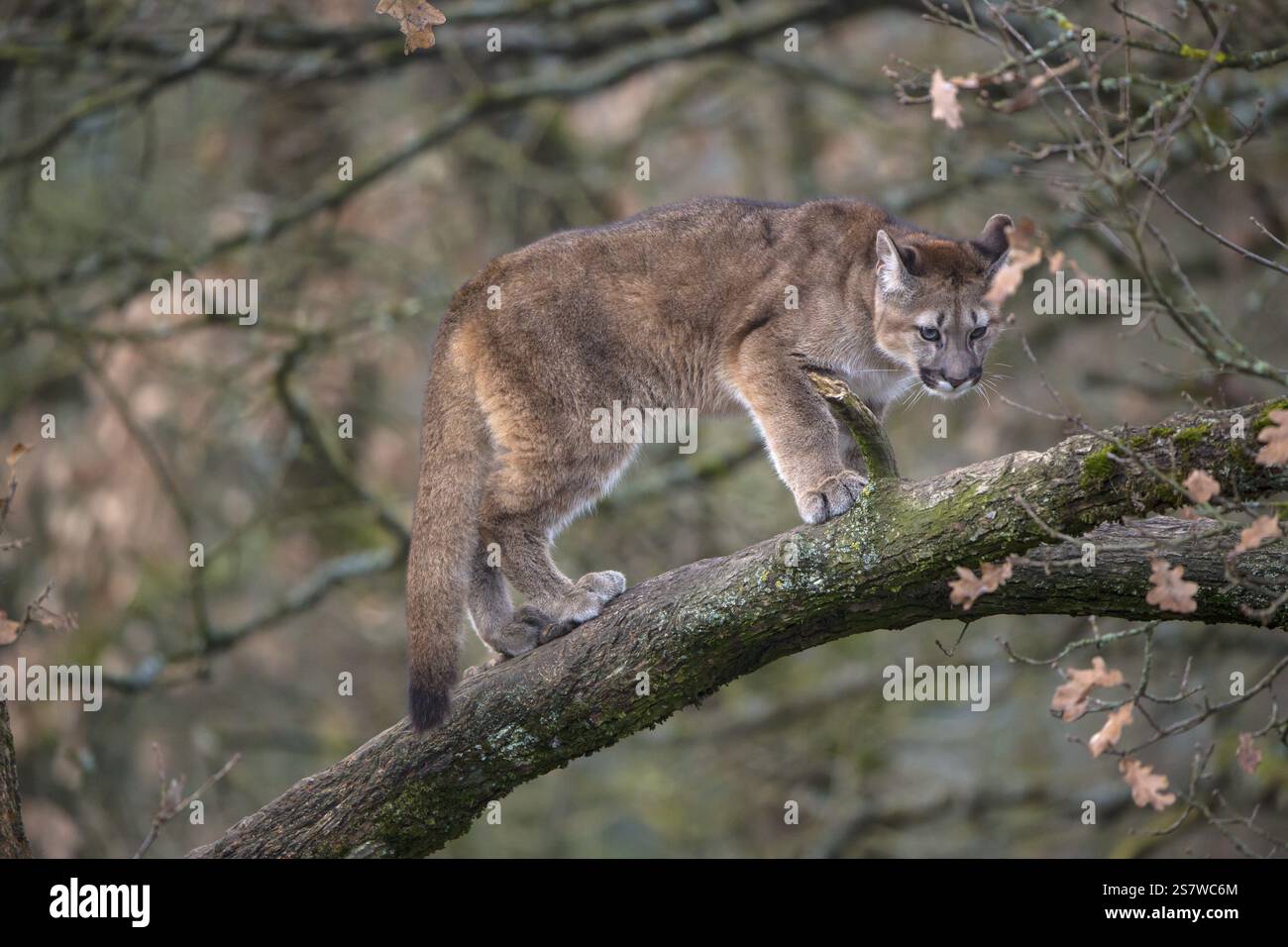 One young adult cougar, Puma concolor, standing on a big branch high up ...