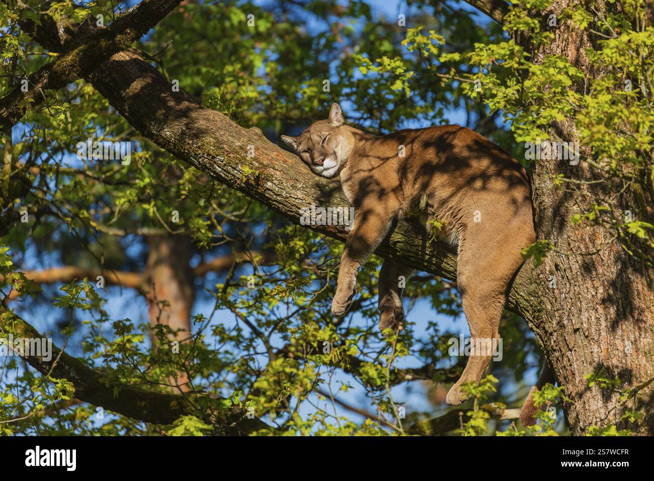 One adult cougar, Puma concolor, rests on a big branch high up in an ...
