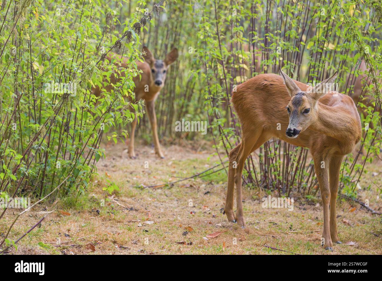 A roe deer fawn (Capreolus capreolus) stands behind its mother in a nettle thicket Stock Photo ...