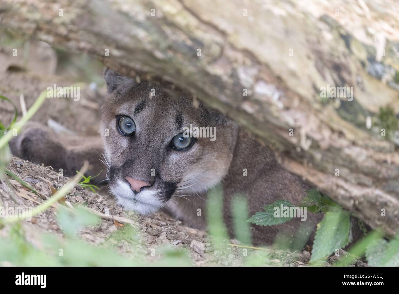 One young adult female cougar, Puma concolor, hiding underneath a log ...