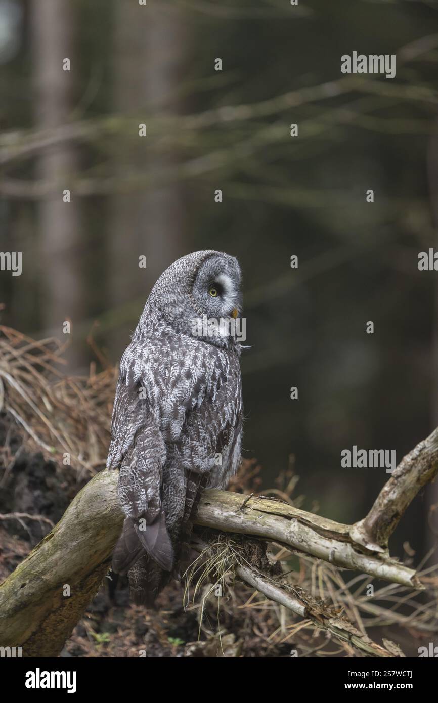 One great grey owl (Strix nebulosa) sitting on the root of a fallen ...