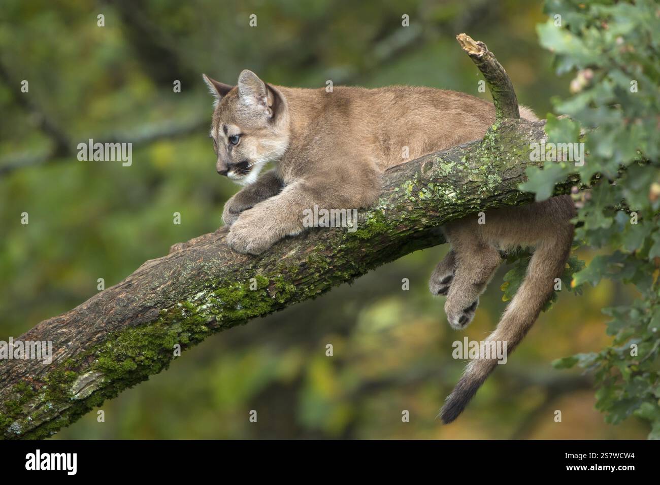 One young cougar, Puma concolor, resting on a big branch high up in an ...
