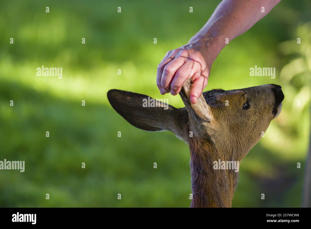 A hand-raised female roe deer (Capreolus capreolus) lets a human cuddle ...