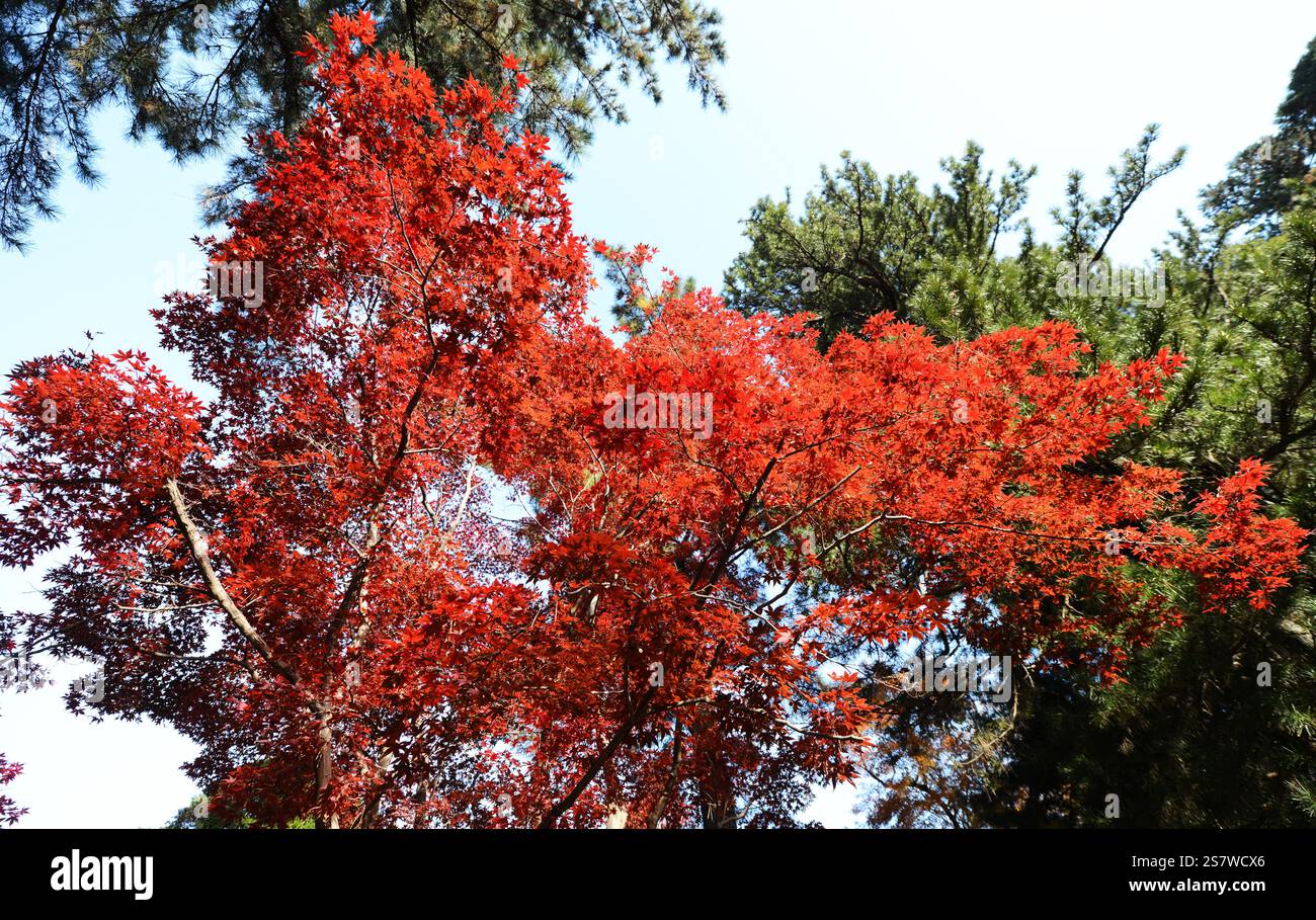 Red Maple trees during autumn in the Herin temple complex in Niiza ...