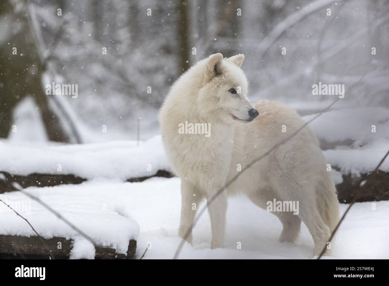 Melville Island wolf (Arctic wolf) standing in snow covered forest ...