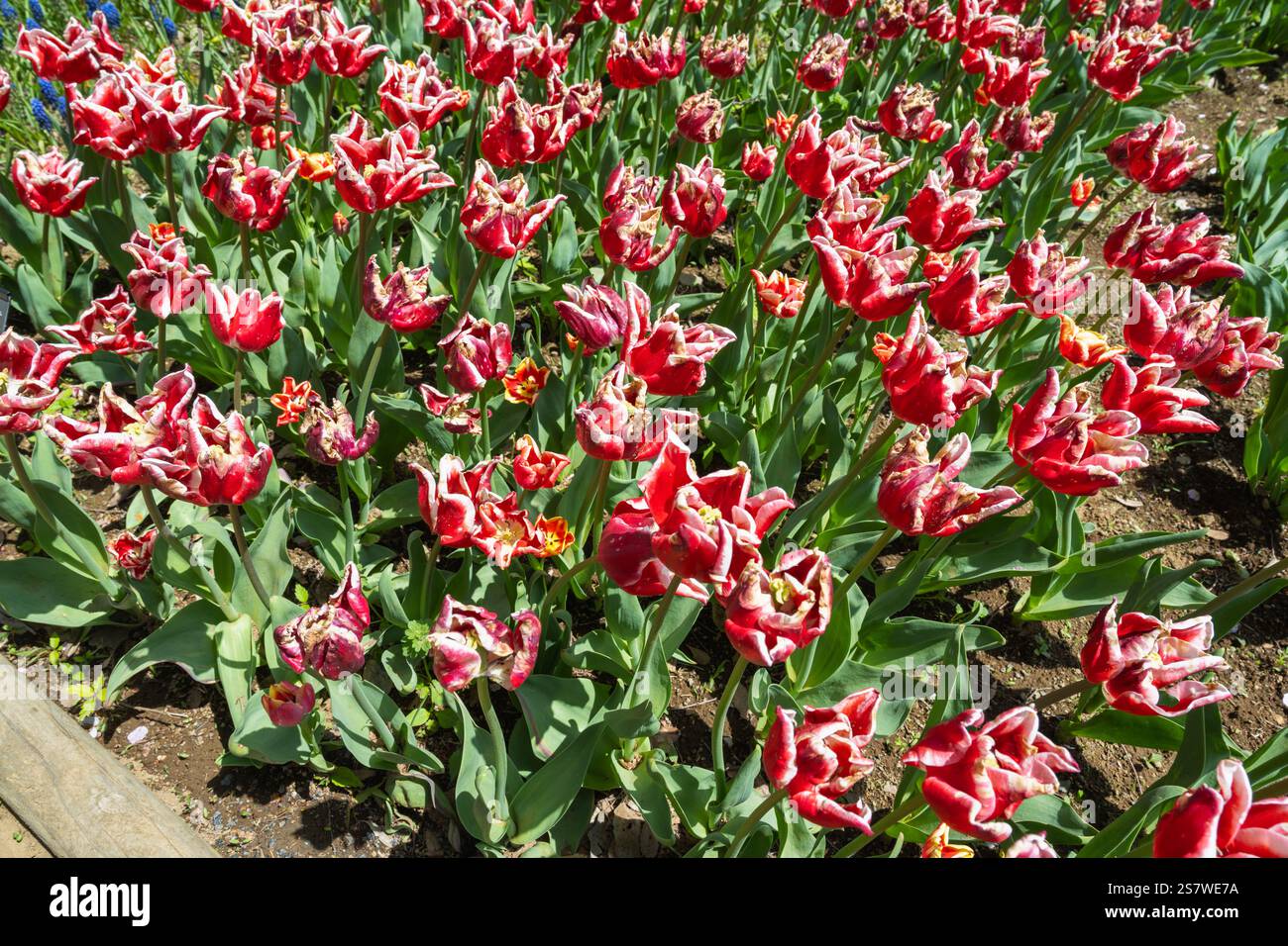 Colorful Tulips far and close ups in Showa Kinen Park at Tokyo, Japan ...