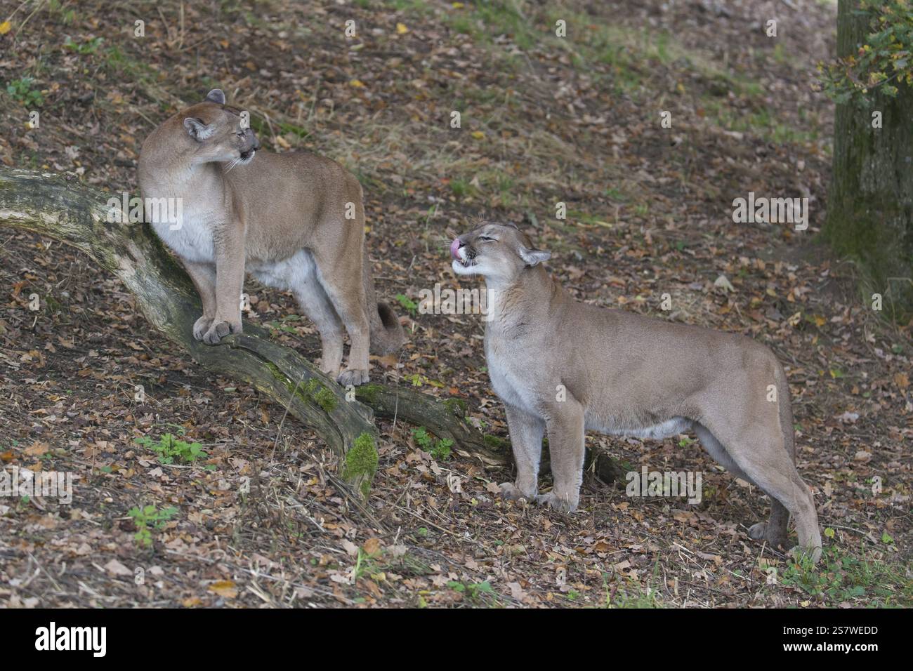 Adult cougar couple, Puma concolor, standing in a forest opening Stock ...
