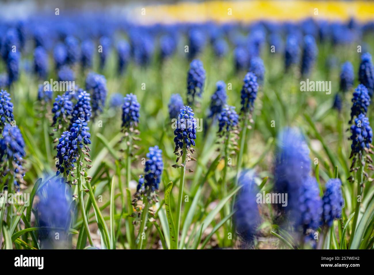 Grape hyacinth field in garden, spring season Stock Photo - Alamy
