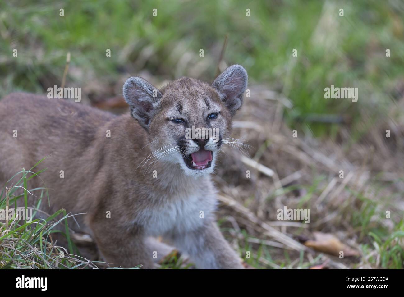 Cougar kittens hi-res stock photography and images - Alamy