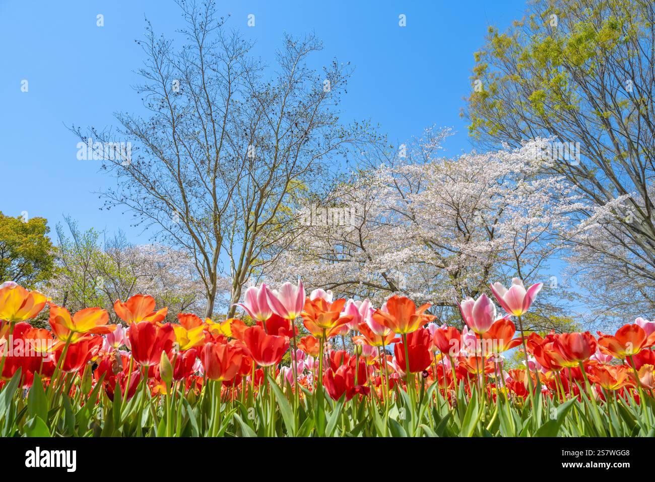 Colorful Tulips far and close ups in Showa Kinen Park at Tokyo, Japan ...