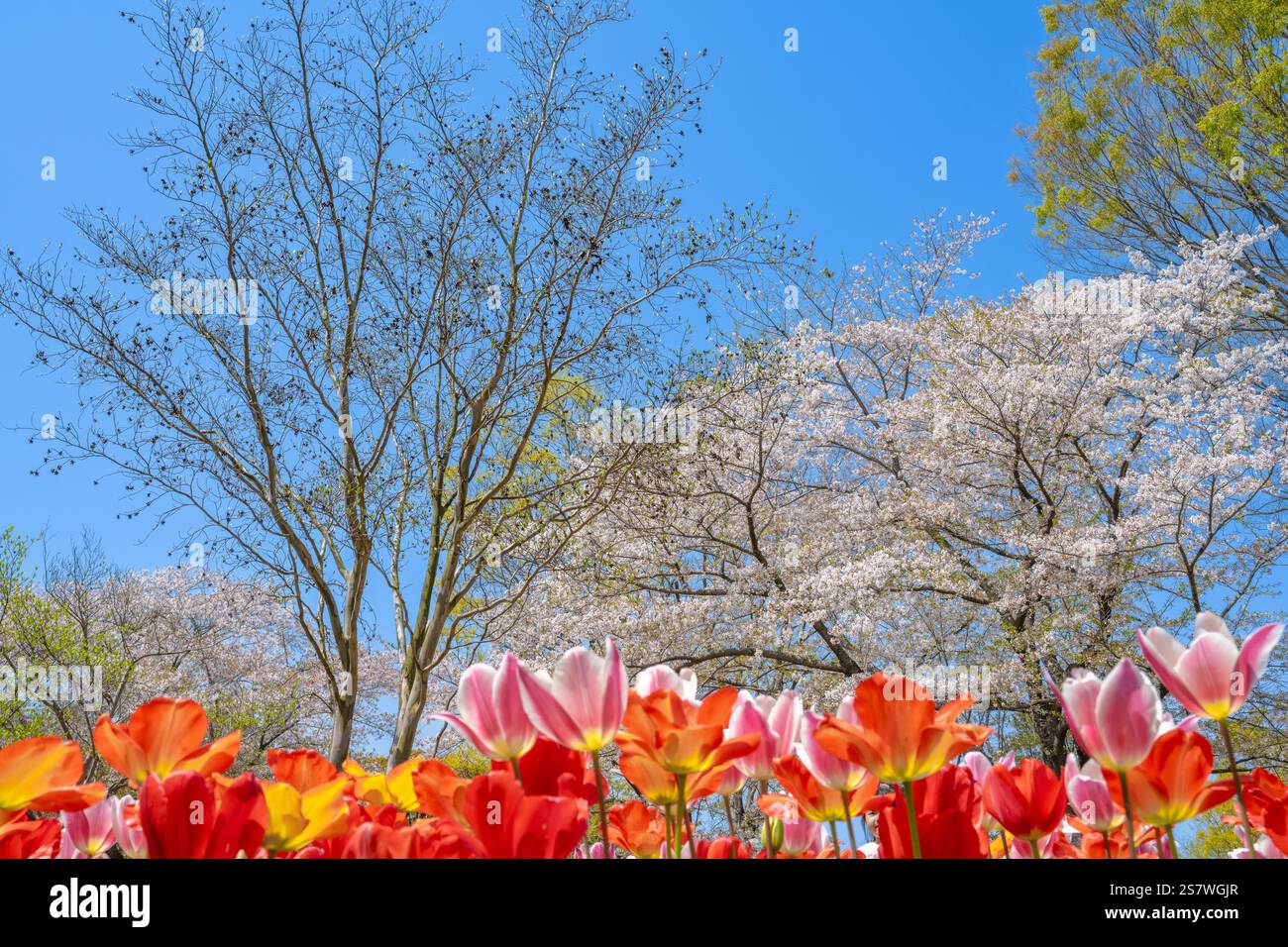 Colorful Tulips far and close ups in Showa Kinen Park at Tokyo, Japan ...