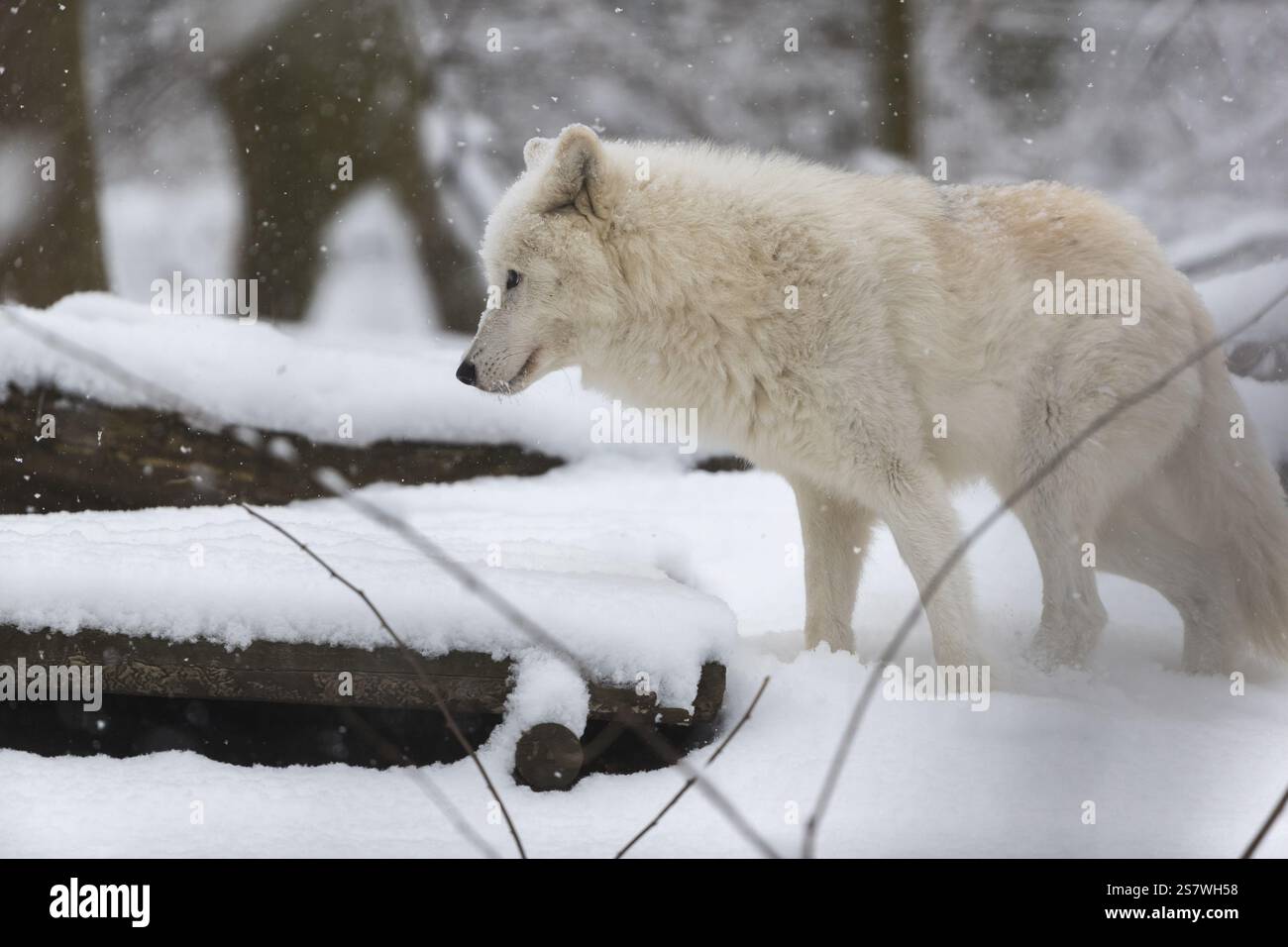 Melville Island wolf (Arctic wolf) standing in snow covered forest ...