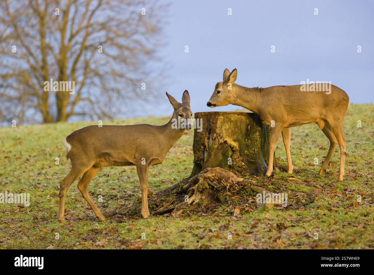 A female and male roe deer (Capreolus capreolus) nibble moss from a ...