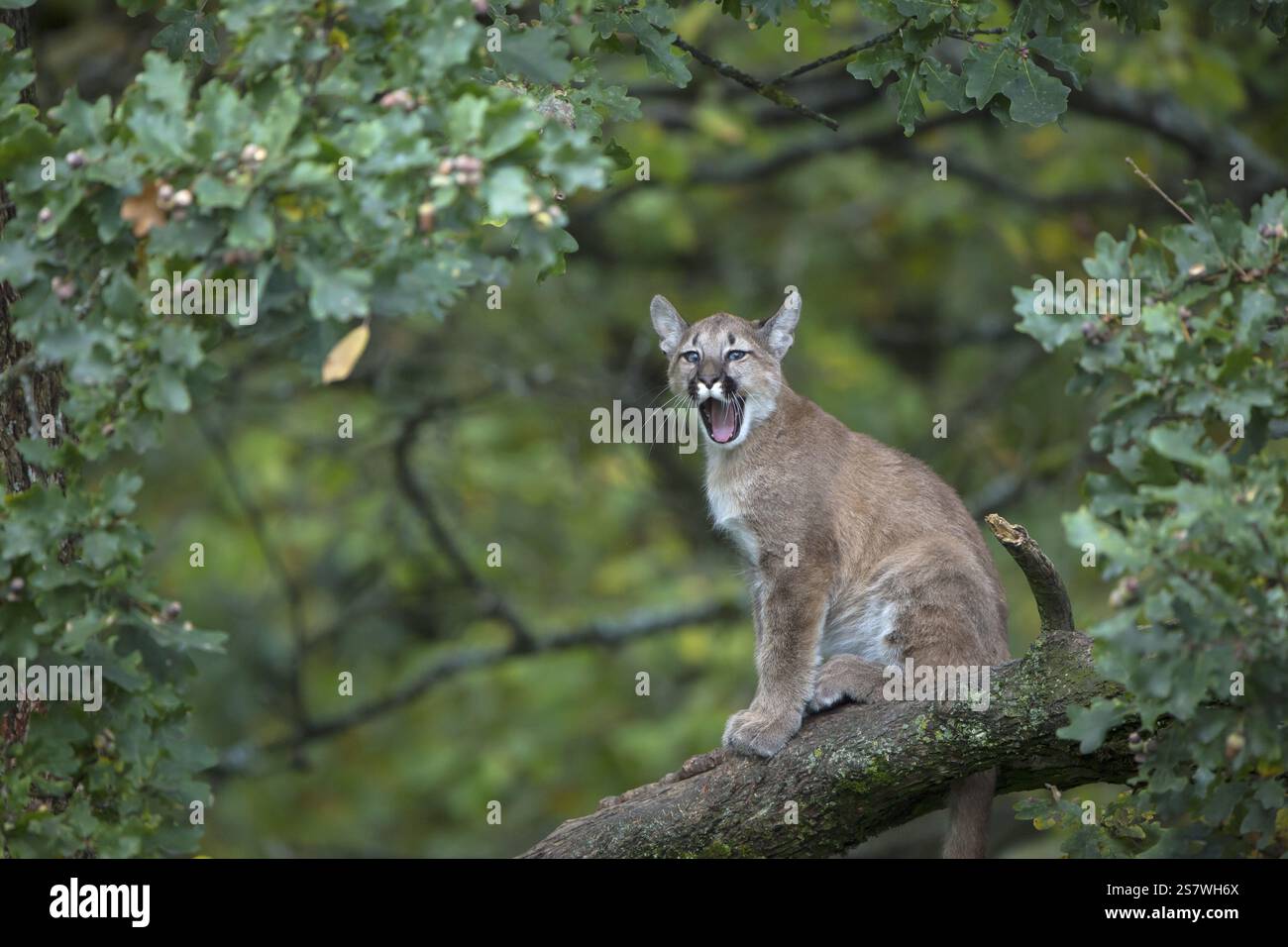 One young cougar, Puma concolor, sitting on a big branch high up in an ...