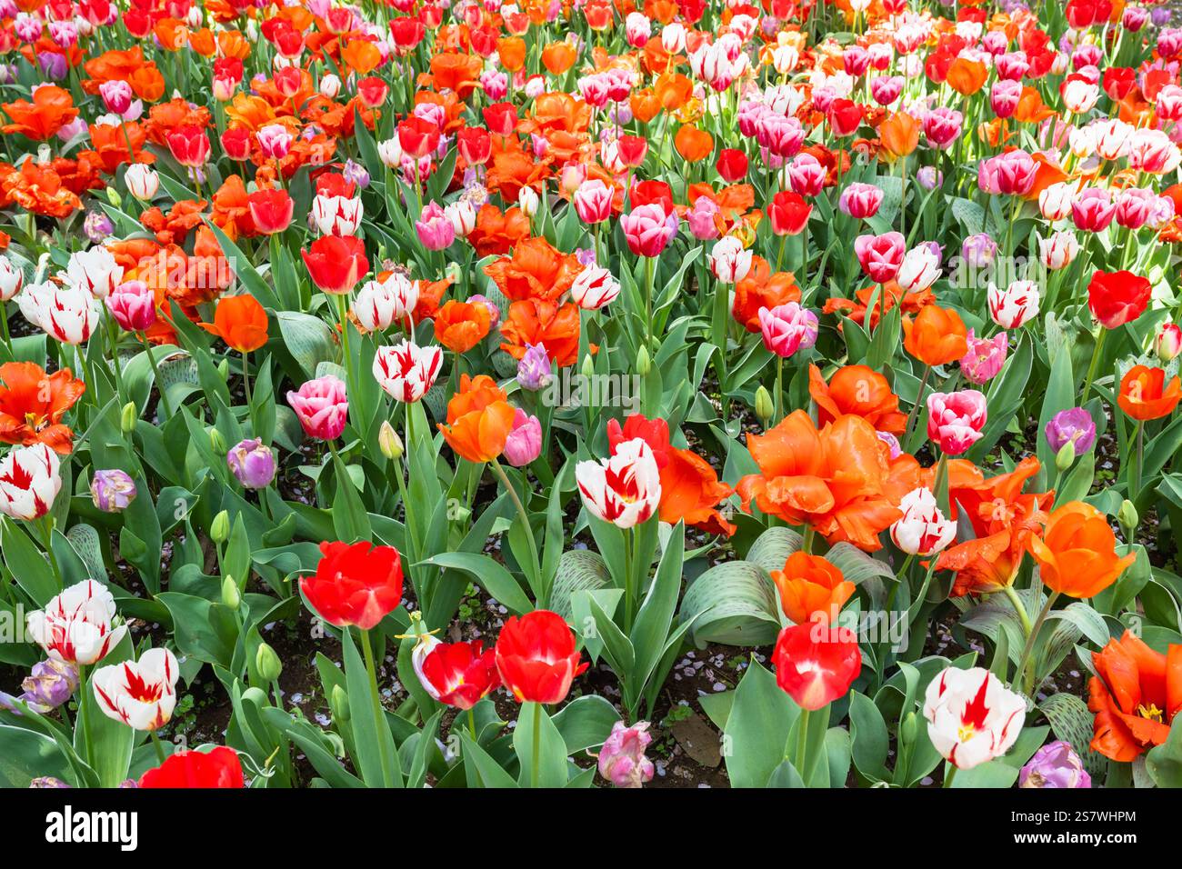 Colorful Tulips far and close ups in Showa Kinen Park at Tokyo, Japan ...