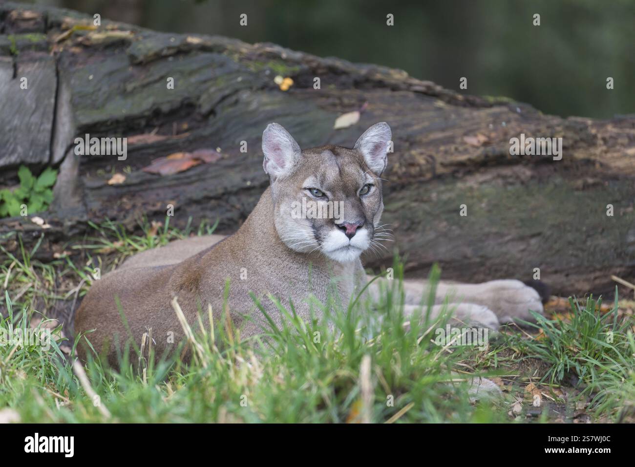 One male cougar, Puma concolor, resting in front of a log in fresh ...