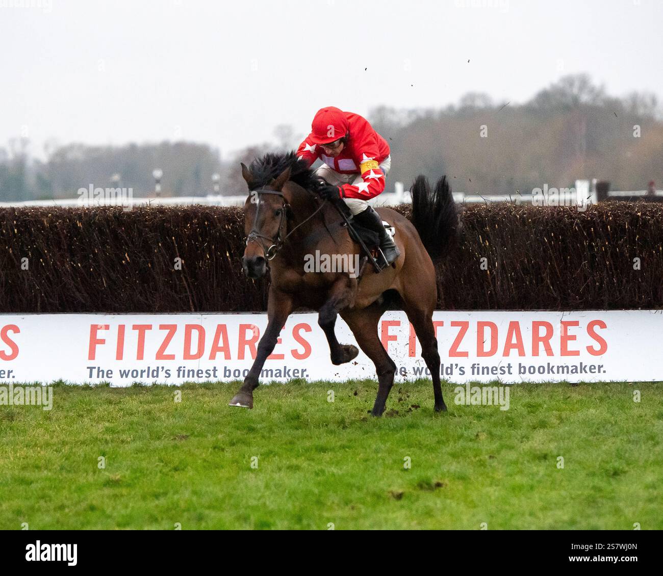 Protektorat horse 2025 hi-res stock photography and images - Alamy
