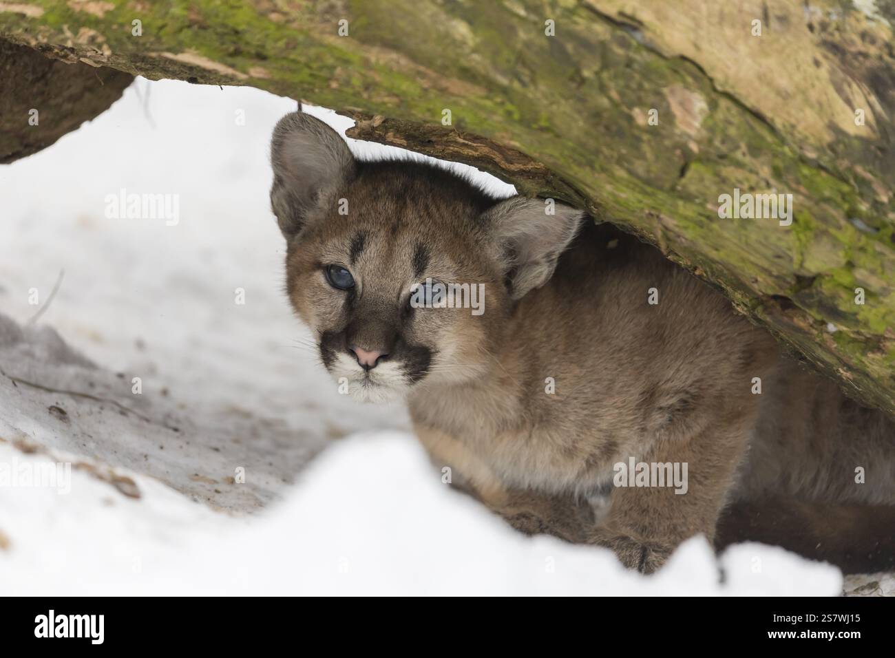 One cougar kitten, Puma concolor, hiding underneath a log, ground ...