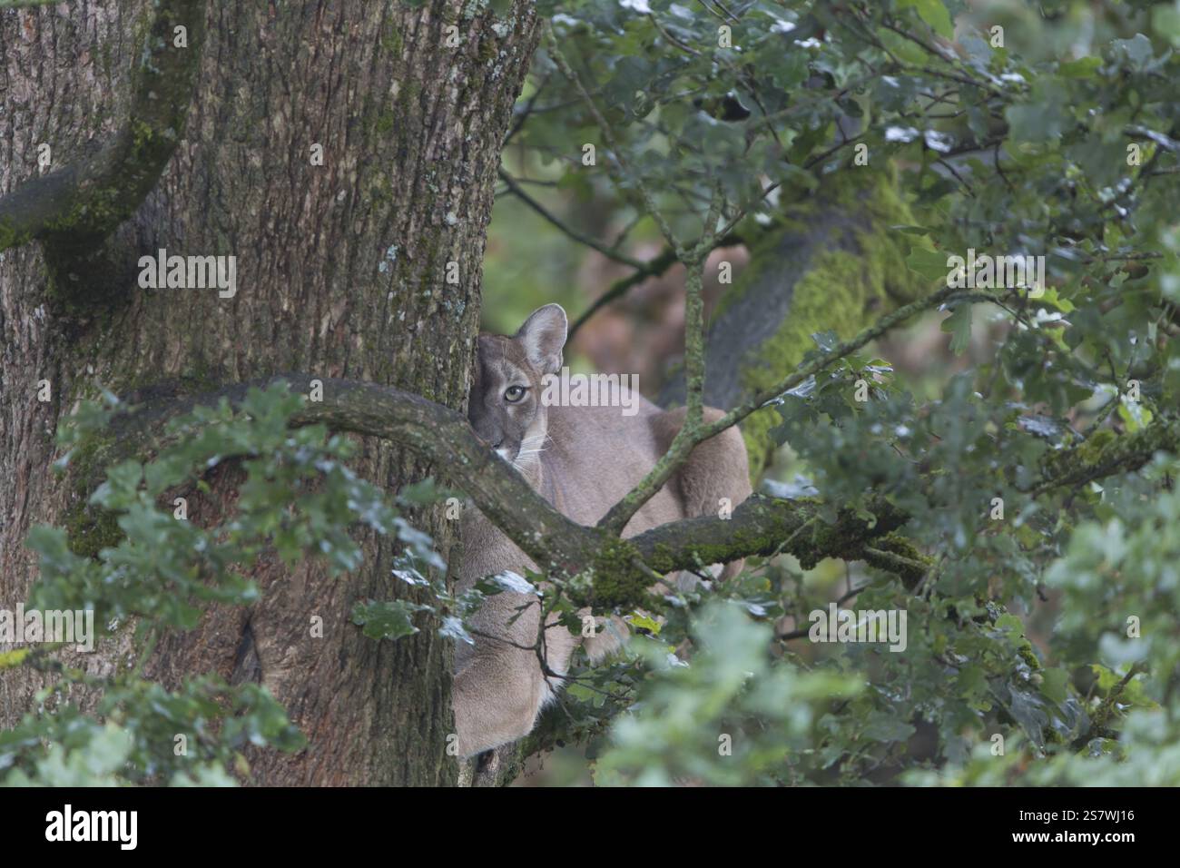 One adult cougar, Puma concolor, resting on a big branch high up in an ...