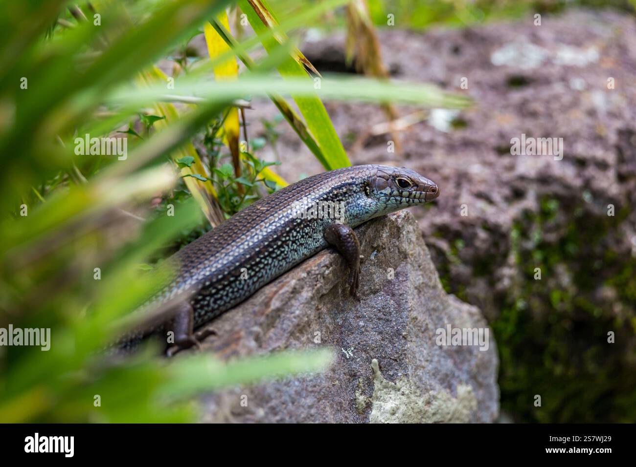 Tree Skink (Egernia striolata) Taking a Sun Bath on a Stone between ...