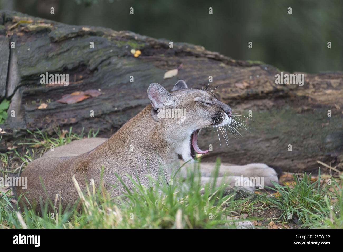 One male cougar, Puma concolor, resting in front of a log in fresh ...