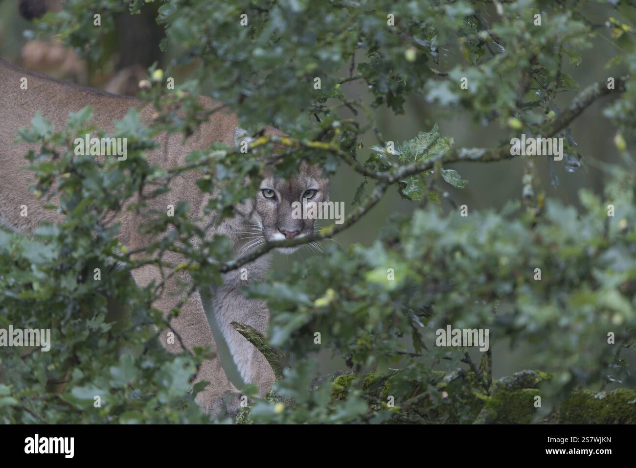 One adult cougar, Puma concolor, resting on a big branch high up in an ...