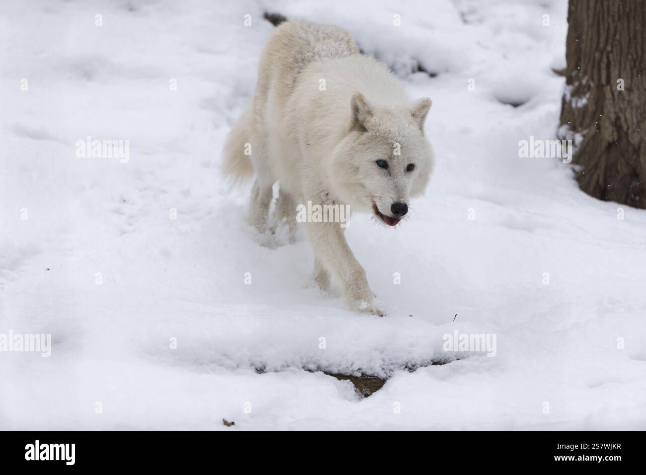 Melville Island wolf (Arctic wolf) running thru snow covered forest ...