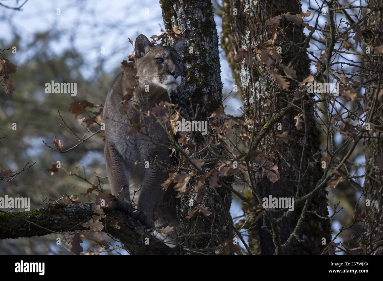 One adult cougar, Puma concolor, resting on a big branch high up in an ...