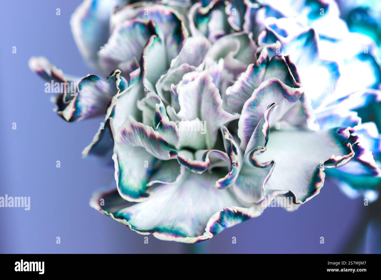 Blue grey carnation flower on lilac background close up. Macro flowers core, pistils and stamens ...