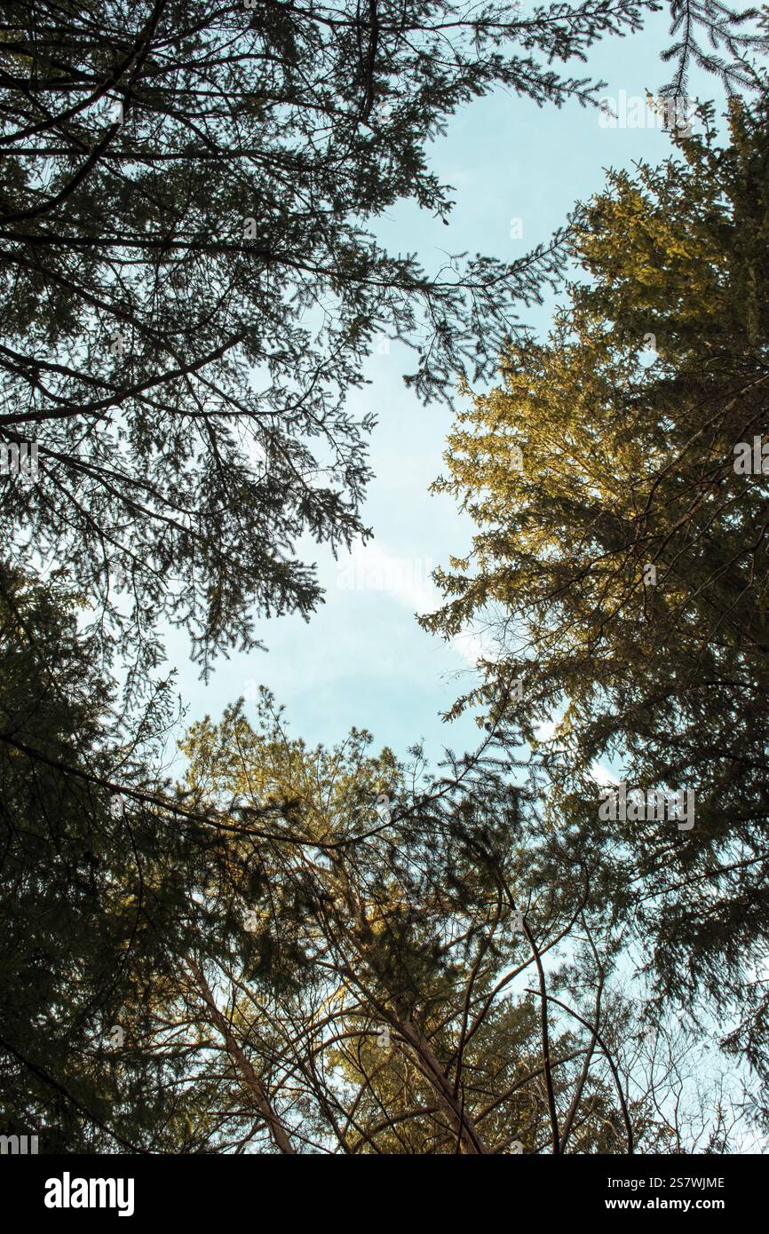 View through treetops into the sky, branches framing the blue sky ...
