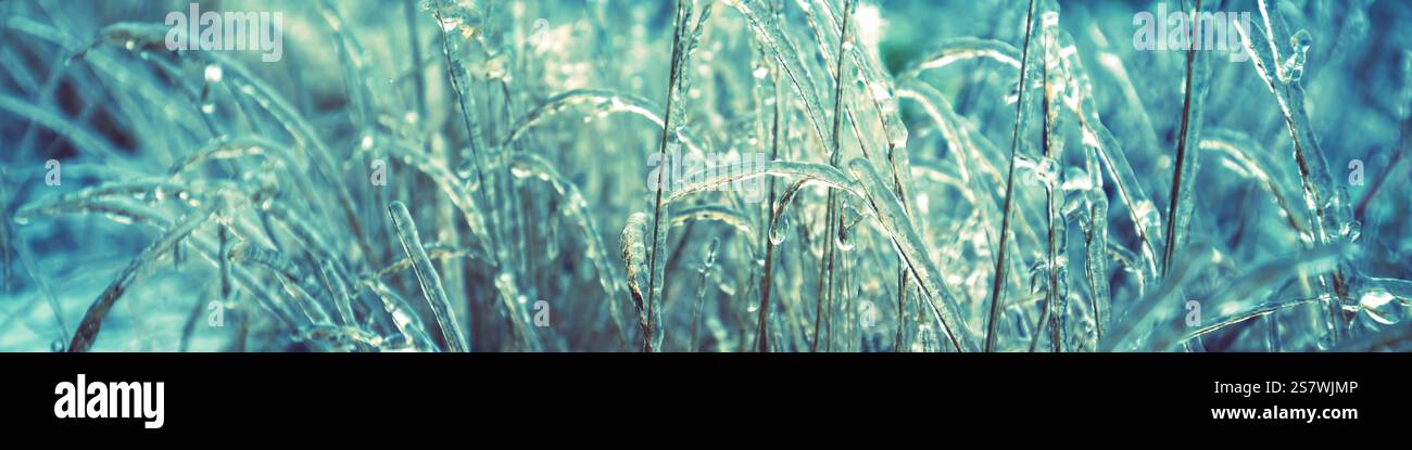 Icy grass in winter. Winter field after freezing rain. Nature ...