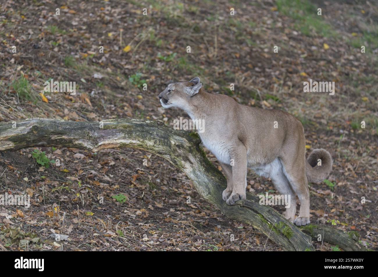 One male cougar, Puma concolor, standing in a forest opening Stock ...