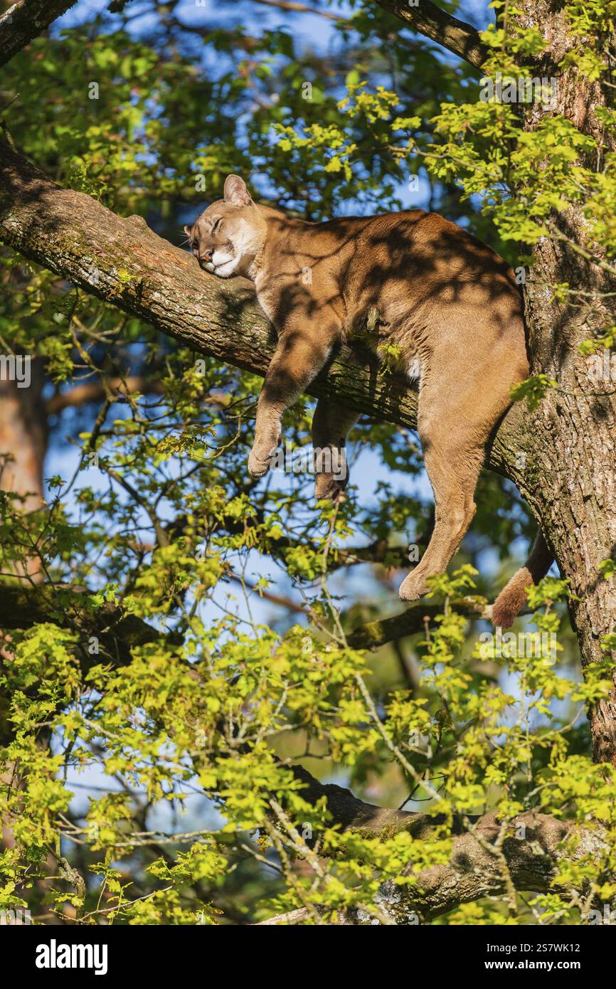 One adult cougar, Puma concolor, rests on a big branch high up in an ...