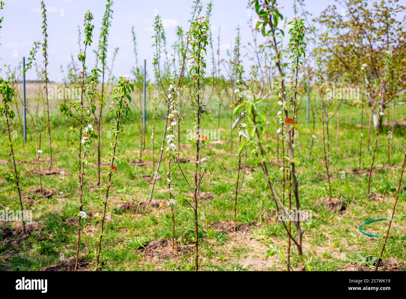 Young flowering orchard in early spring. Rows of trees in a garden ...