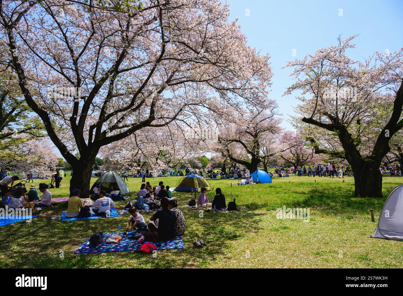 Tokyo, Japan - APR 14, 2024: Many people enjoy flower viewing under the ...