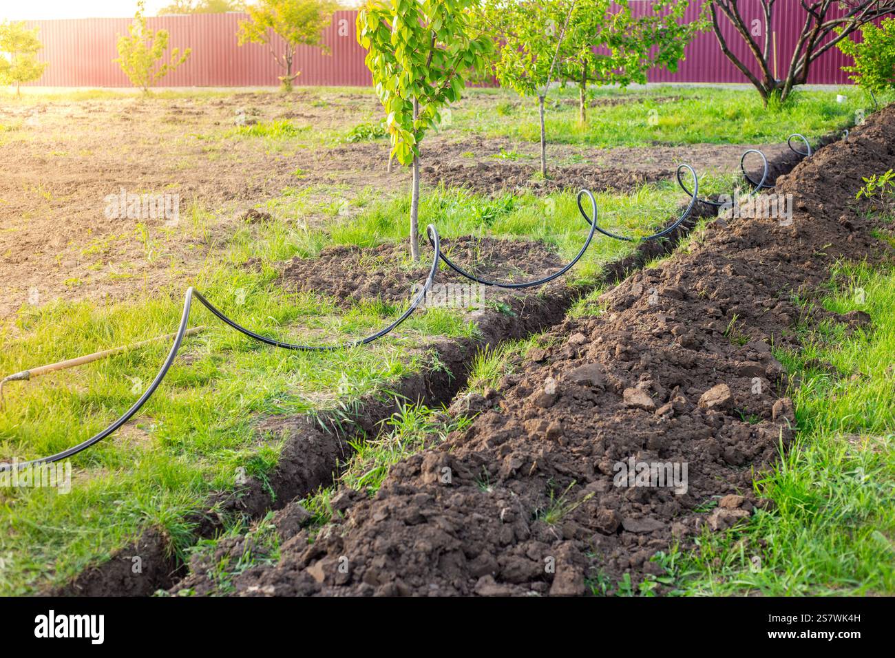 Carrying out drip irrigation in the garden. A ditch dug in the ground ...