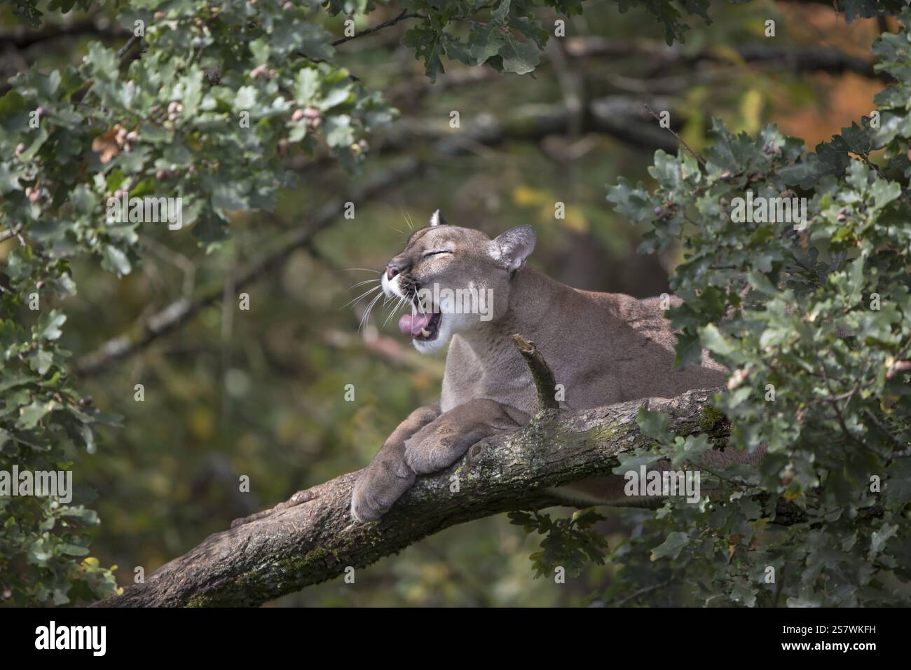 One adult cougar, Puma concolor, resting on a big branch high up in an ...