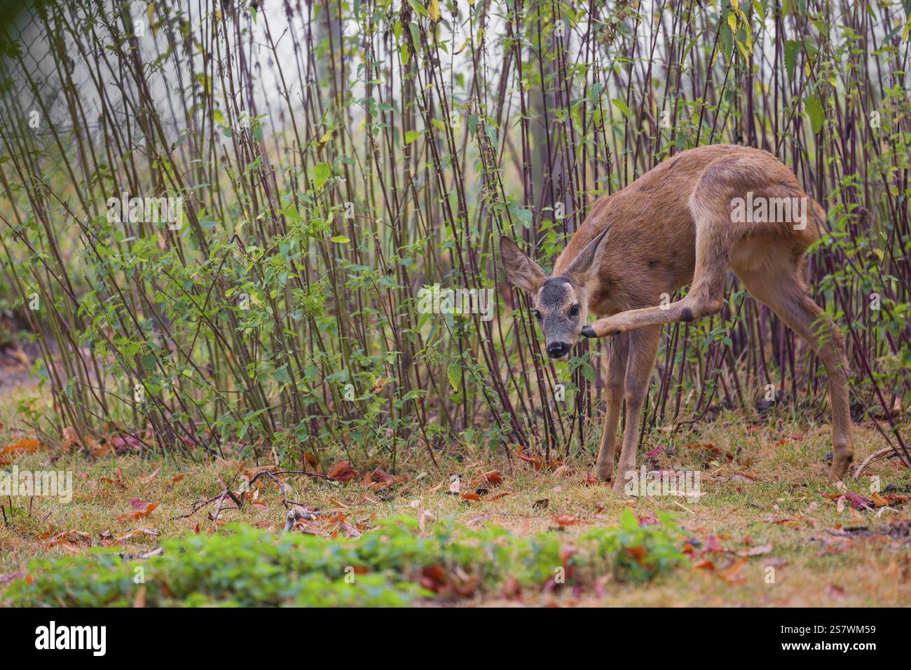 A roe deer fawn (Capreolus capreolus) stands in a nettle thicket and scratches its head with its ...
