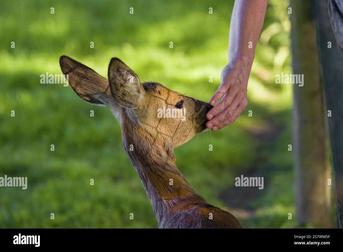 A hand-raised female roe deer (Capreolus capreolus) lets a human cuddle ...