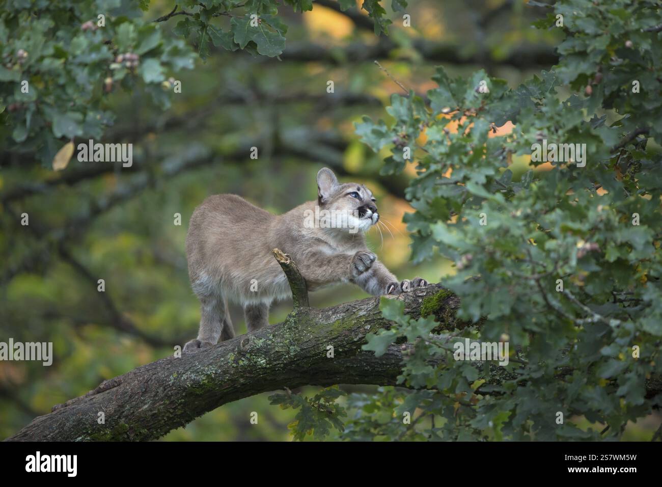 One young cougar, Puma concolor, standing and stretching himself on a ...