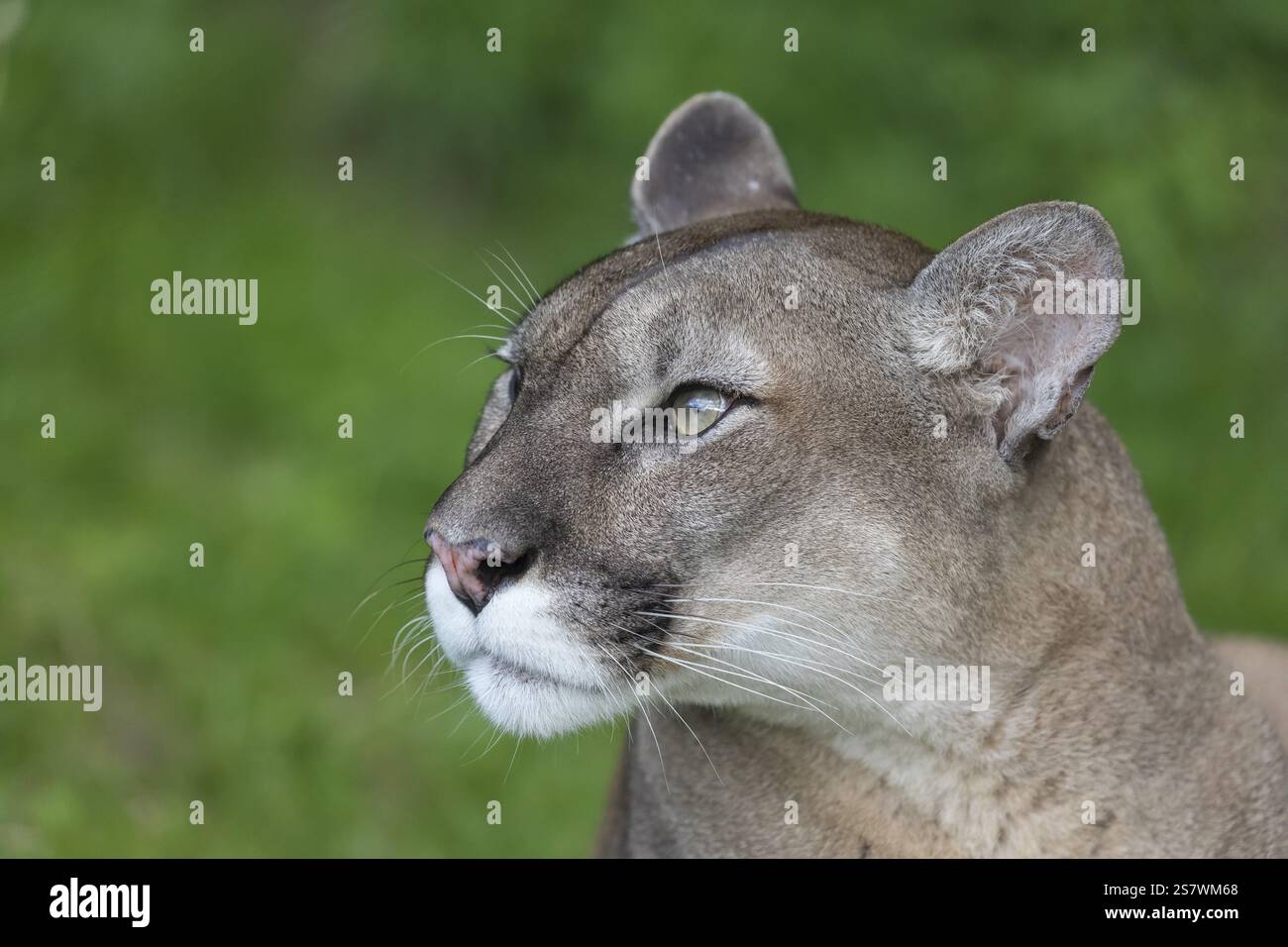 One male cougar, Puma concolor, sideview portrait with green vegetation ...