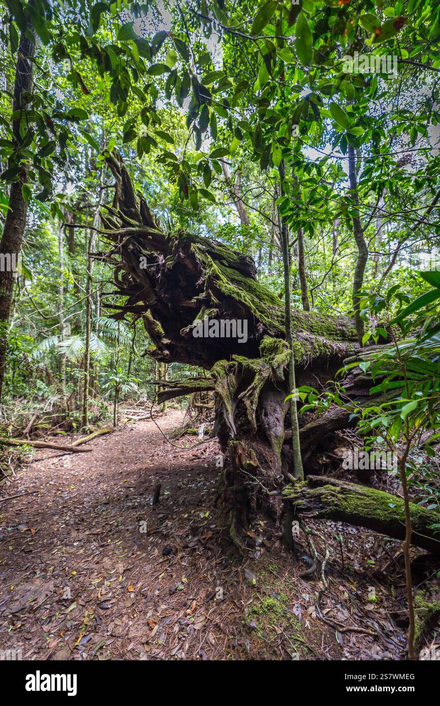 Exposed tree root system hi-res stock photography and images - Alamy