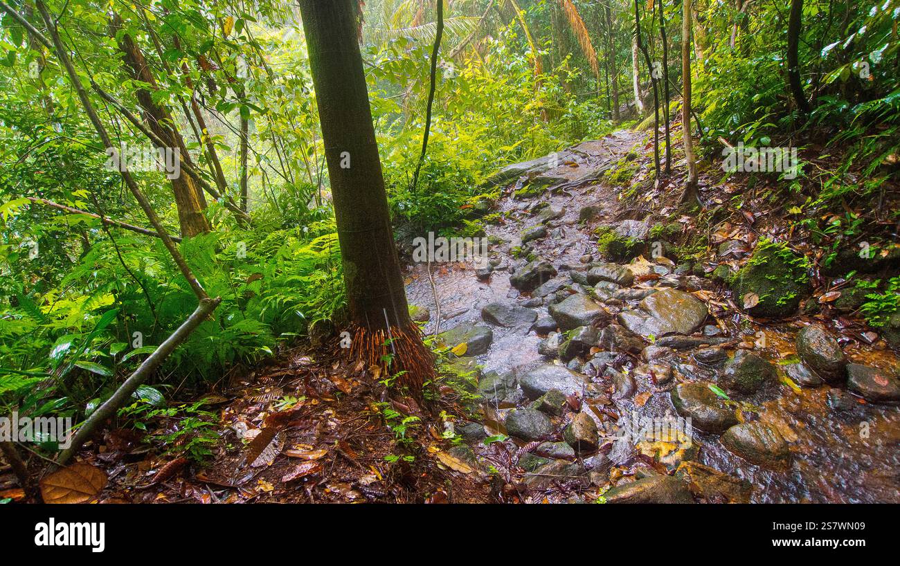 Forest River, Sinharaja National Park Rain Forest, Sinharaja Forest Reserve, World Heritage Site ...