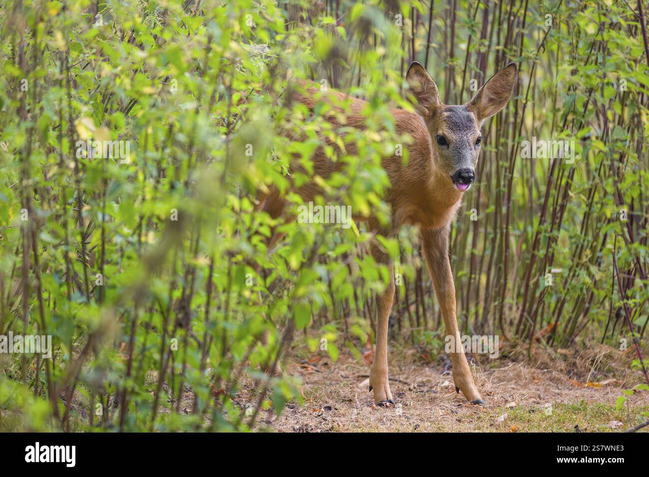 A roe deer fawn (Capreolus capreolus) stands in a nettle thicket Stock Photo - Alamy