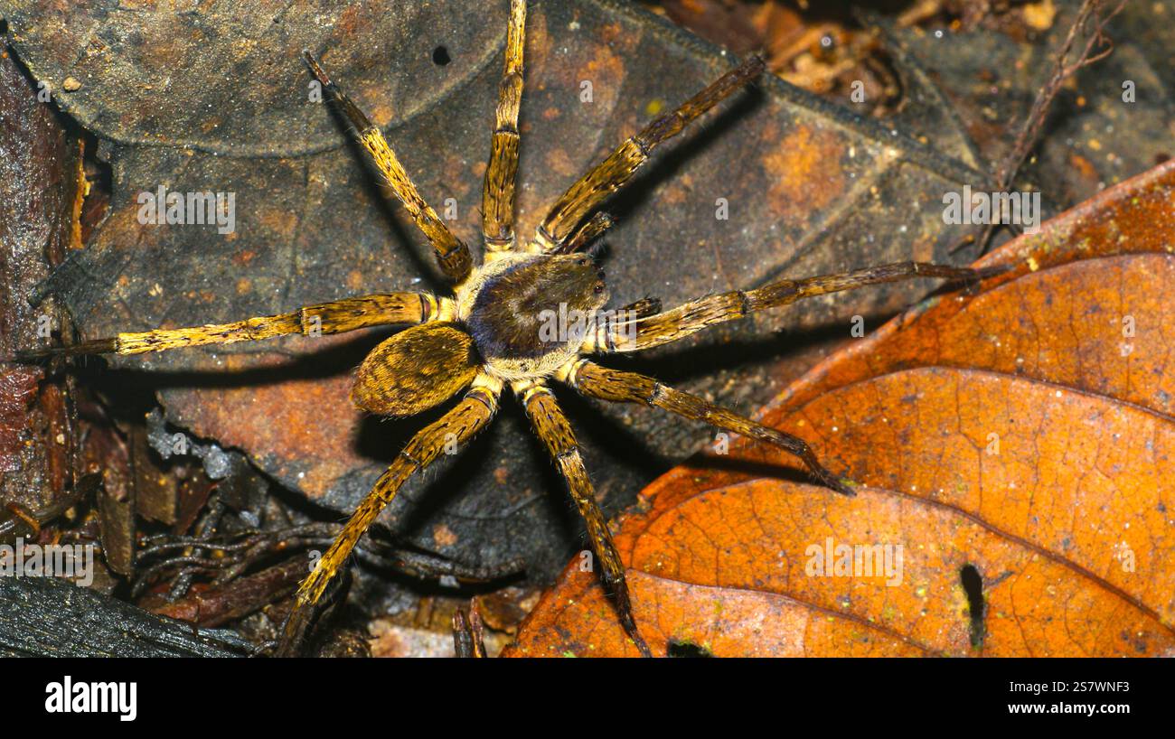 Tropical Spider, Tropical Rainforest, Napo River Basin, Amazonia ...
