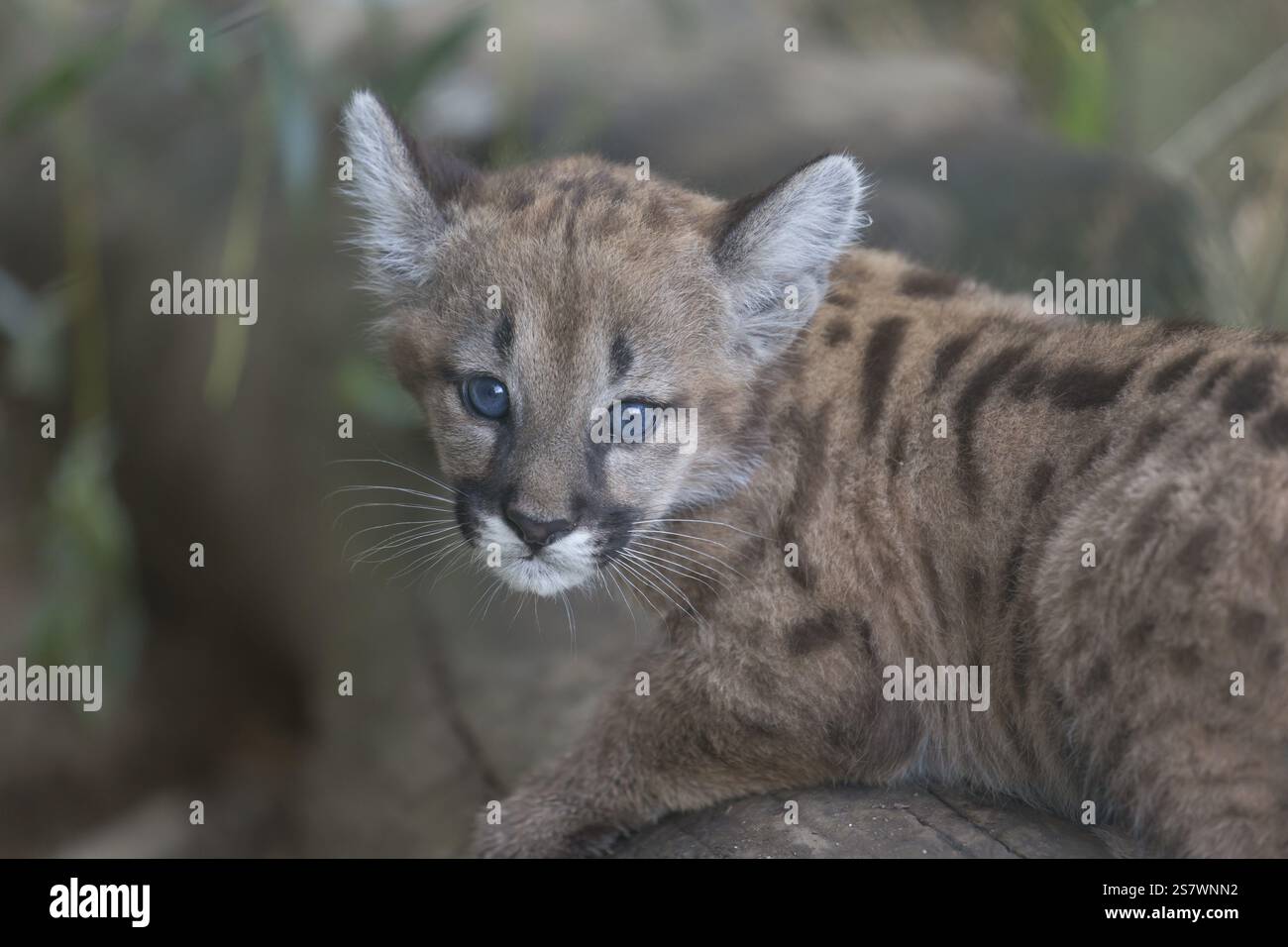 One cougar kitten, Puma concolor, sitting on a log with some green ...