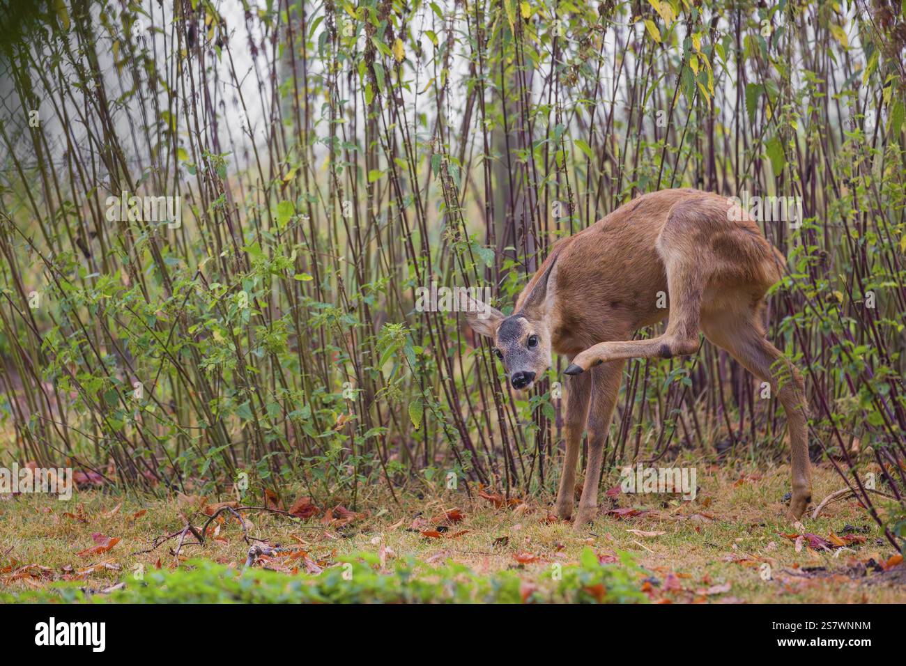 A roe deer fawn (Capreolus capreolus) stands in a nettle thicket and ...